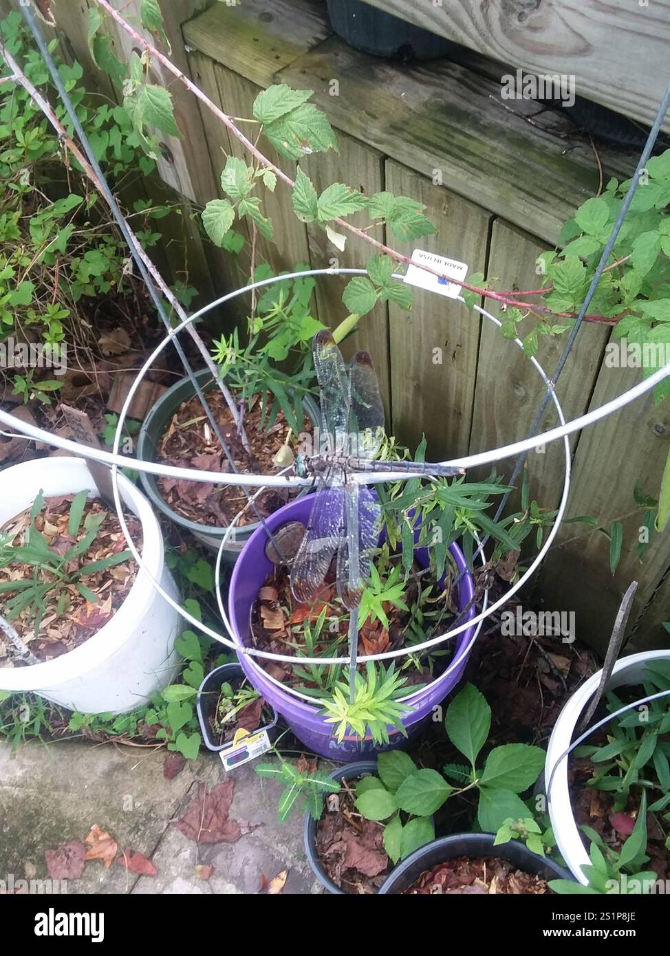 Great Blue Skimmer (Libellula vibrans Stock Photo - Alamy