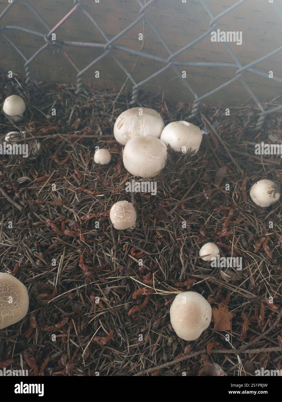 Yellow Stainer (Agaricus xanthodermus Stock Photo - Alamy