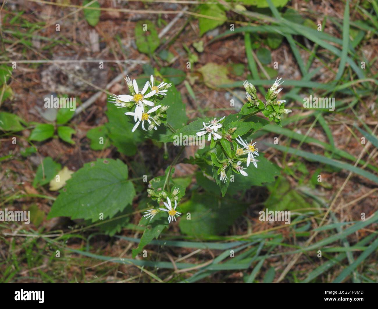 White Wood Aster (Eurybia divaricata Stock Photo - Alamy
