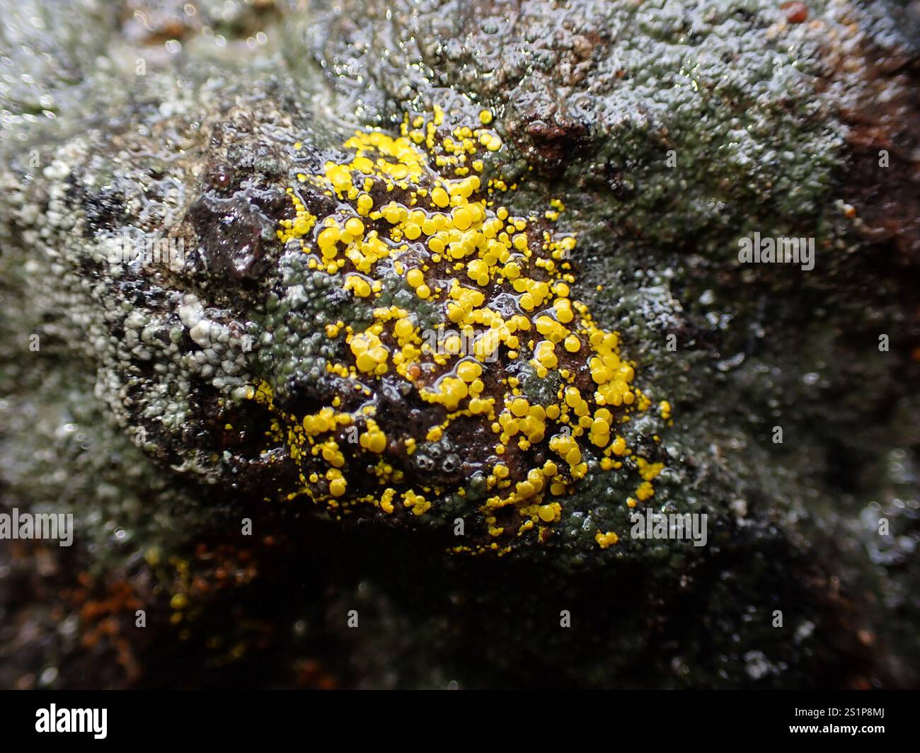 common lichens (Lecanoromycetes Stock Photo - Alamy