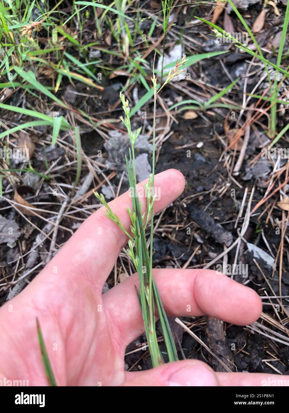 Muehlenberg's nutrush (Scleria muehlenbergii Stock Photo - Alamy