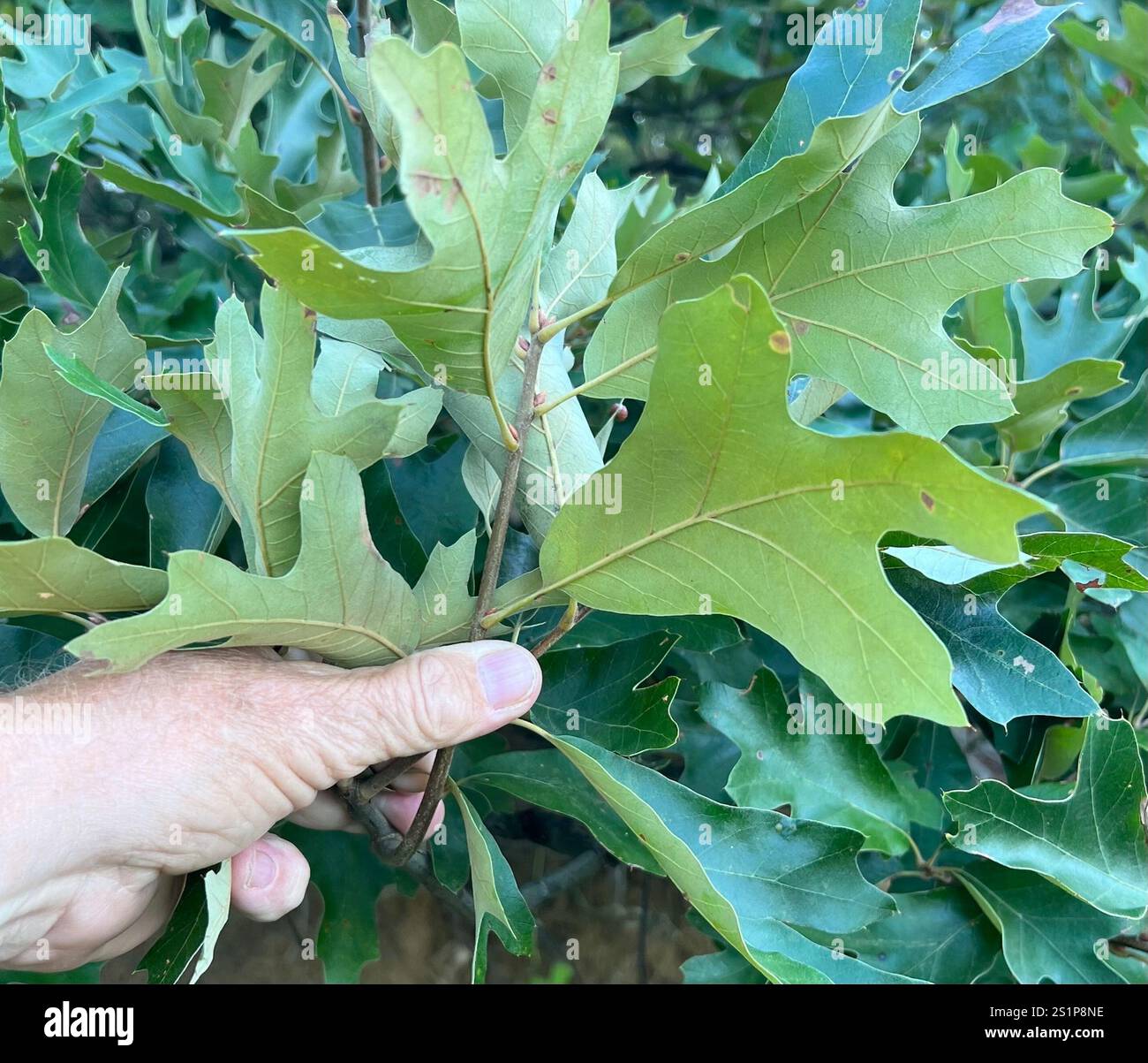 southern red oak (Quercus falcata Stock Photo - Alamy