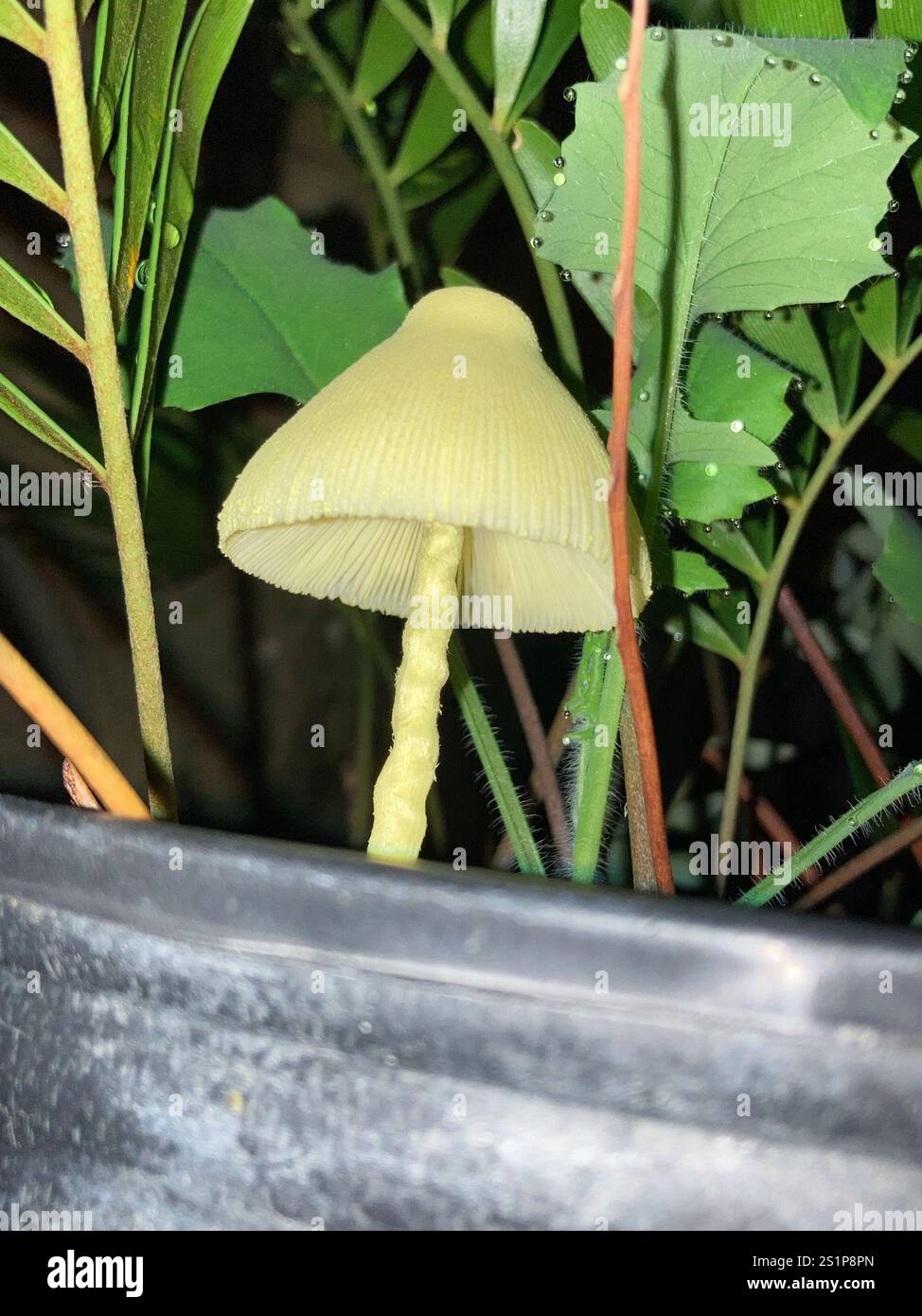 flowerpot parasol (Leucocoprinus birnbaumii Stock Photo - Alamy