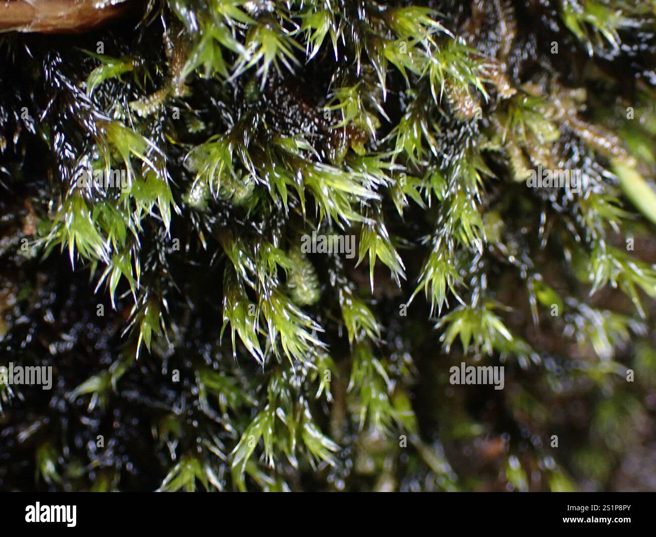Yellow Fringe-moss (Racomitrium aciculare Stock Photo - Alamy