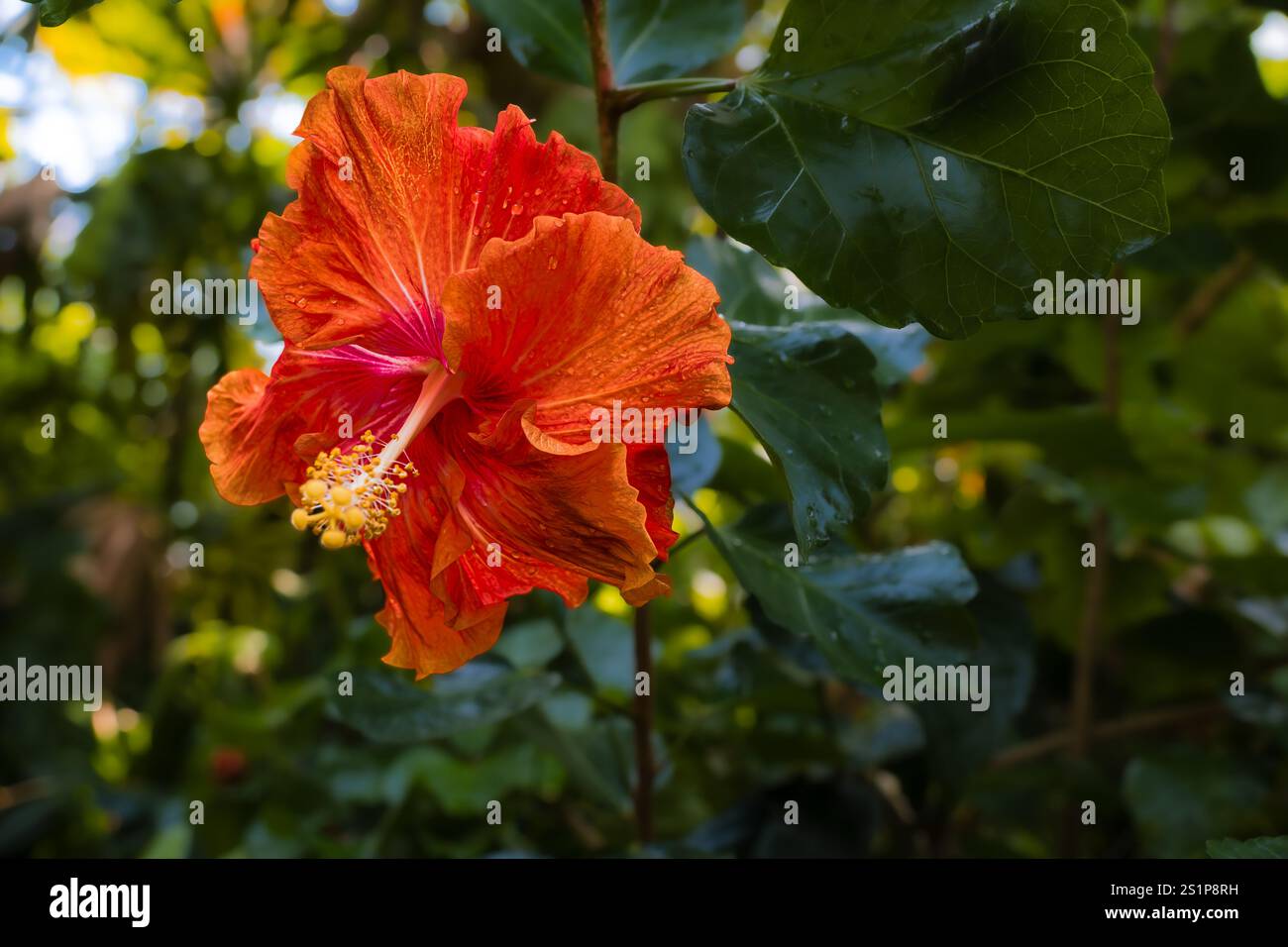 Red hibiscus on plant in hi-res stock photography and images - Alamy