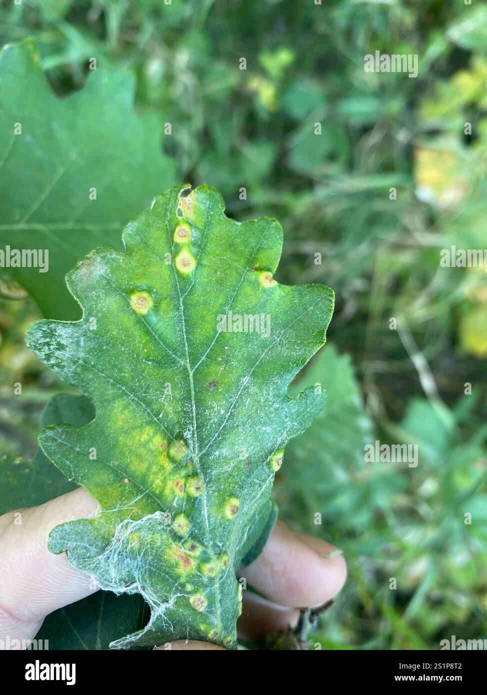 oak flake gall wasp (Neuroterus quercusverrucarum Stock Photo - Alamy