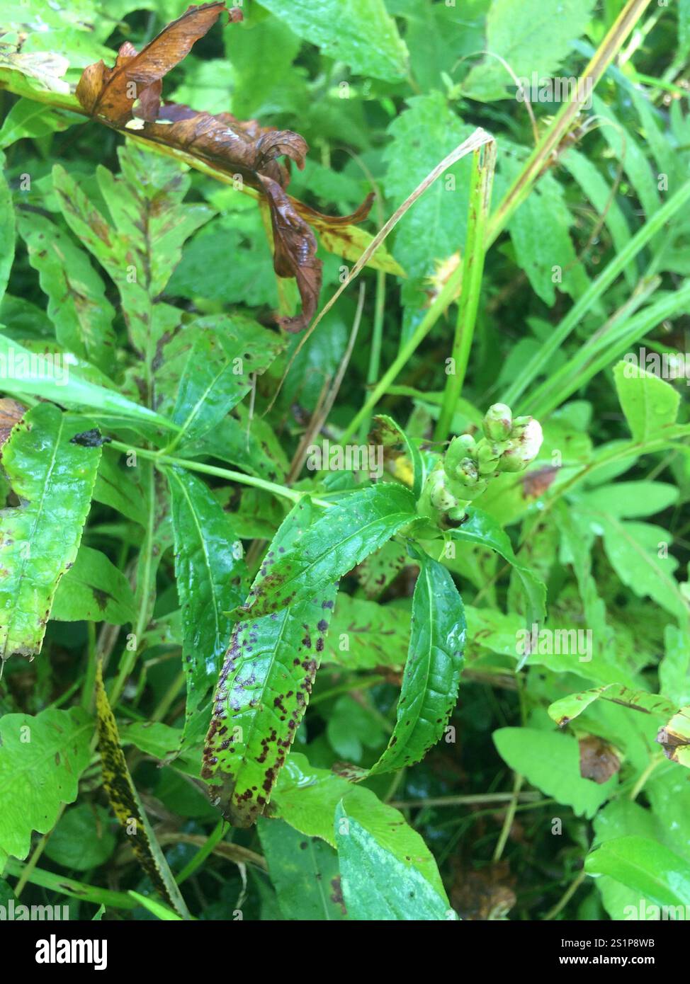 white turtlehead (Chelone glabra Stock Photo - Alamy