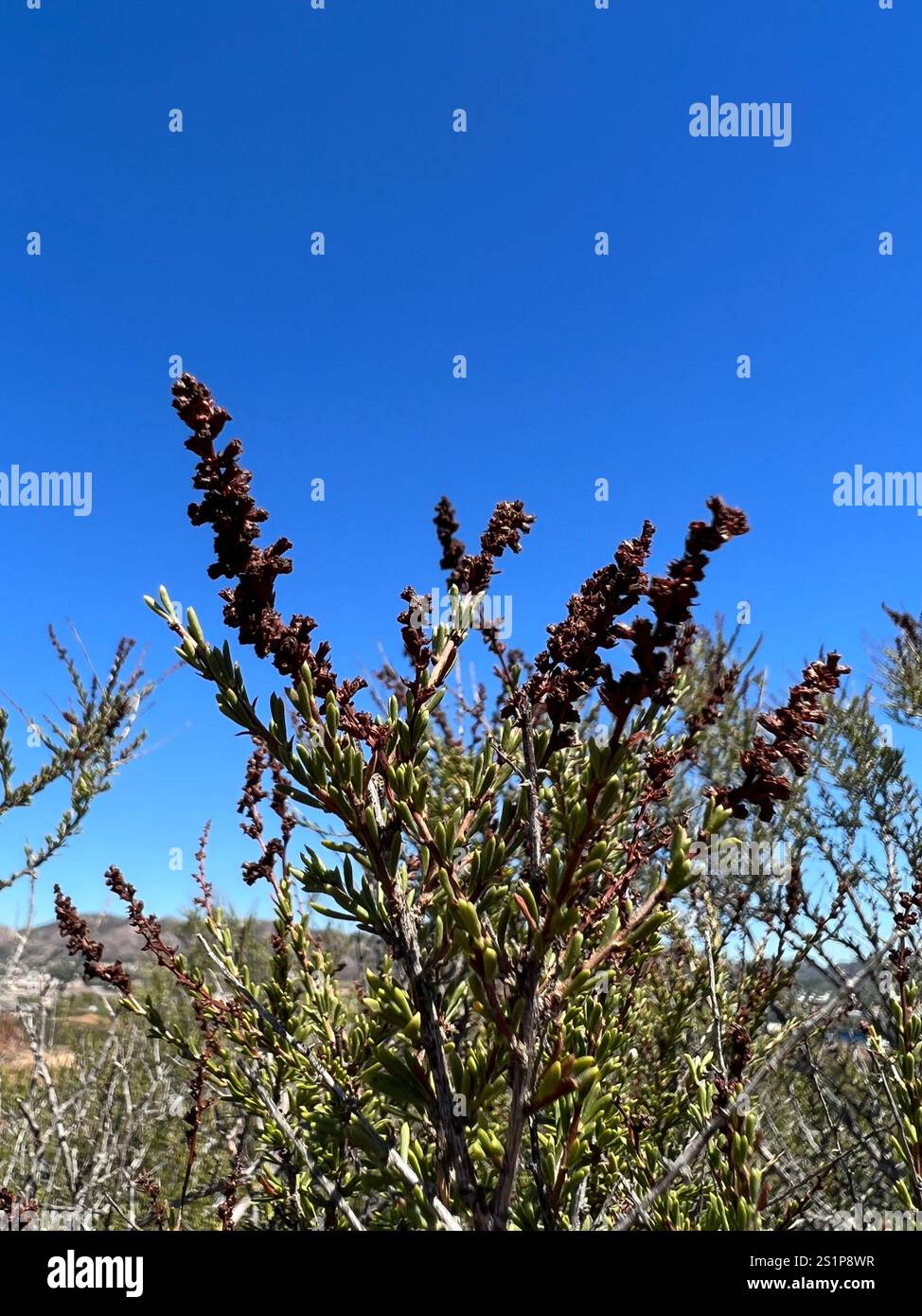 chamise (Adenostoma fasciculatum Stock Photo - Alamy