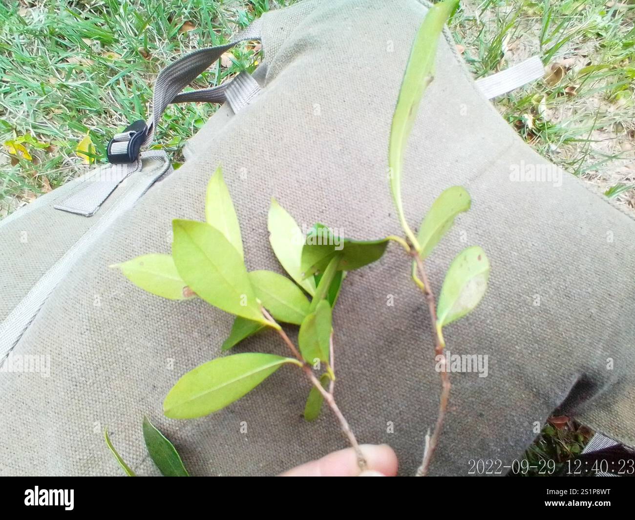 myrtle family (Myrtaceae Stock Photo - Alamy