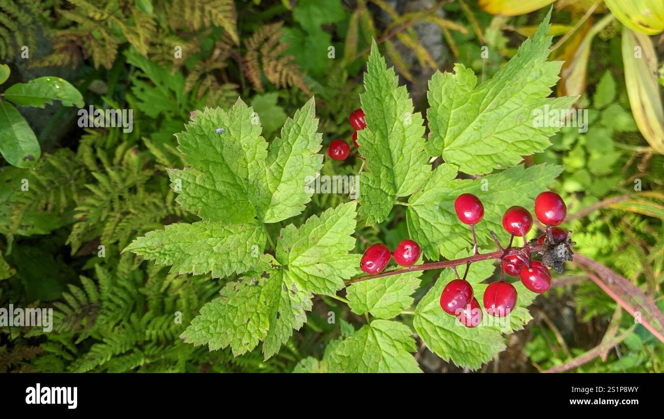 red baneberry (Actaea rubra Stock Photo - Alamy