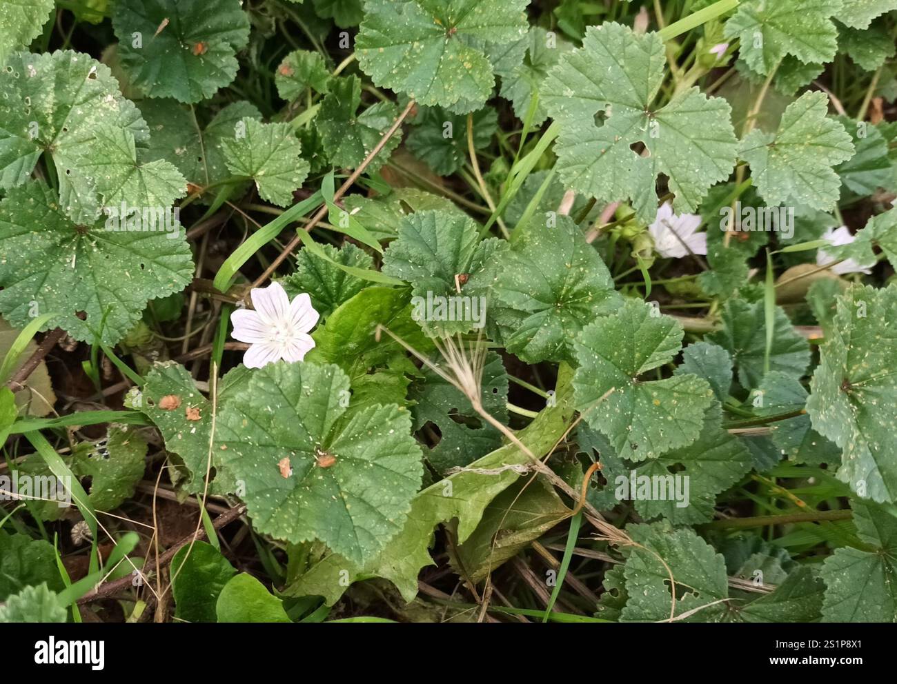dwarf mallow (Malva neglecta Stock Photo - Alamy