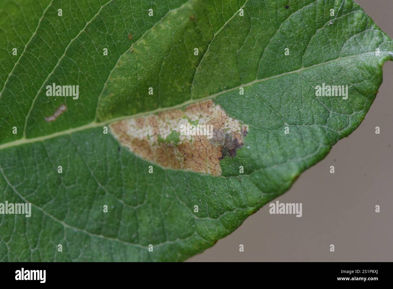 Winged and Once-winged Insects (Pterygota Stock Photo - Alamy