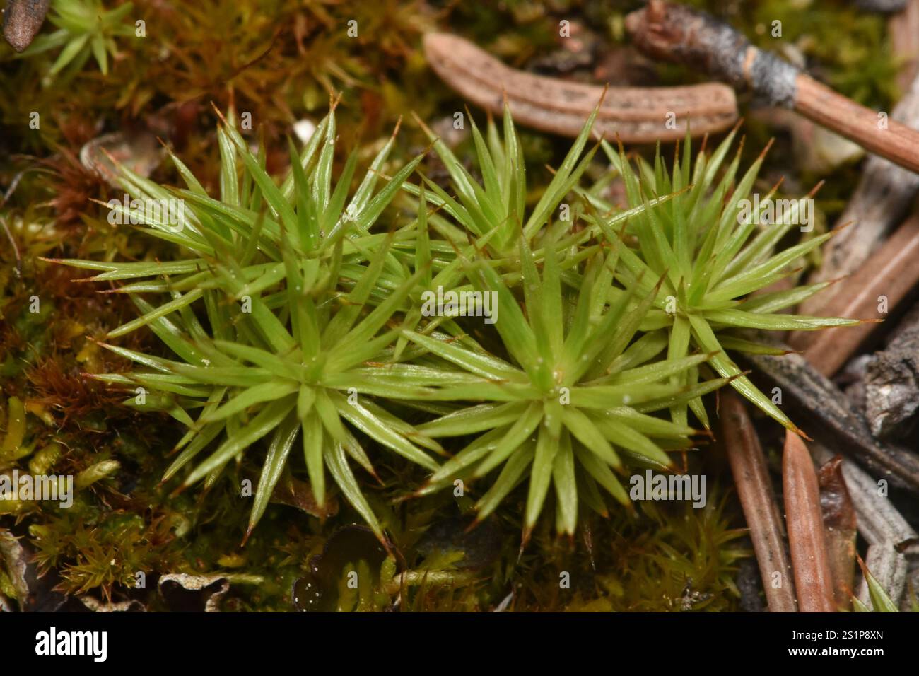 juniper haircap moss (Polytrichum juniperinum Stock Photo - Alamy