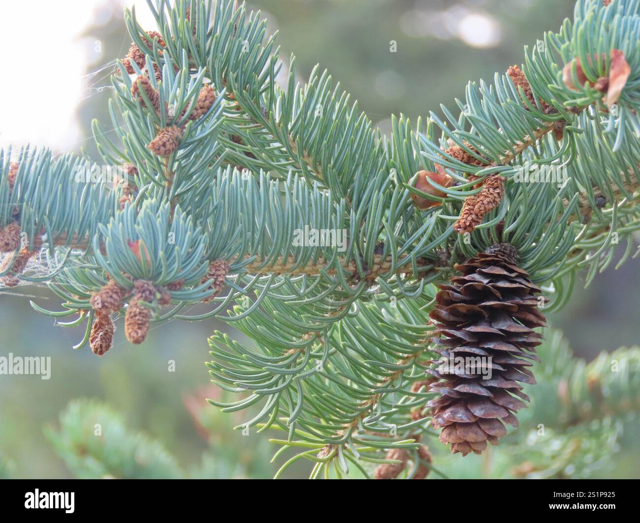 white spruce (Picea glauca Stock Photo - Alamy