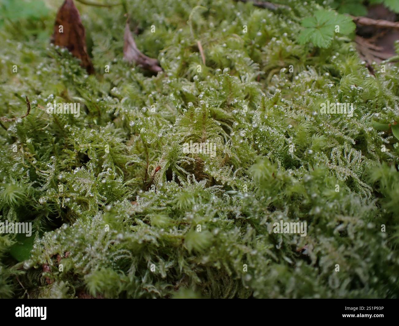 Ostrich-plume Moss (Ptilium crista-castrensis Stock Photo - Alamy