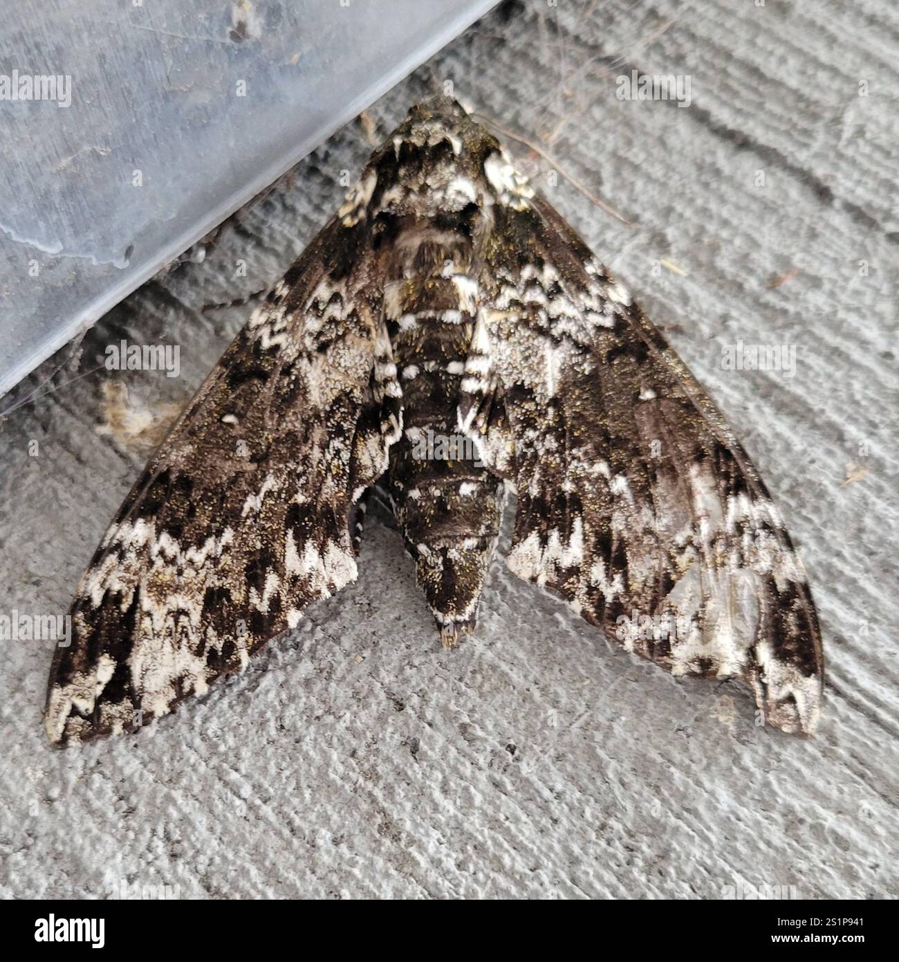 Rustic Sphinx (Manduca rustica Stock Photo - Alamy