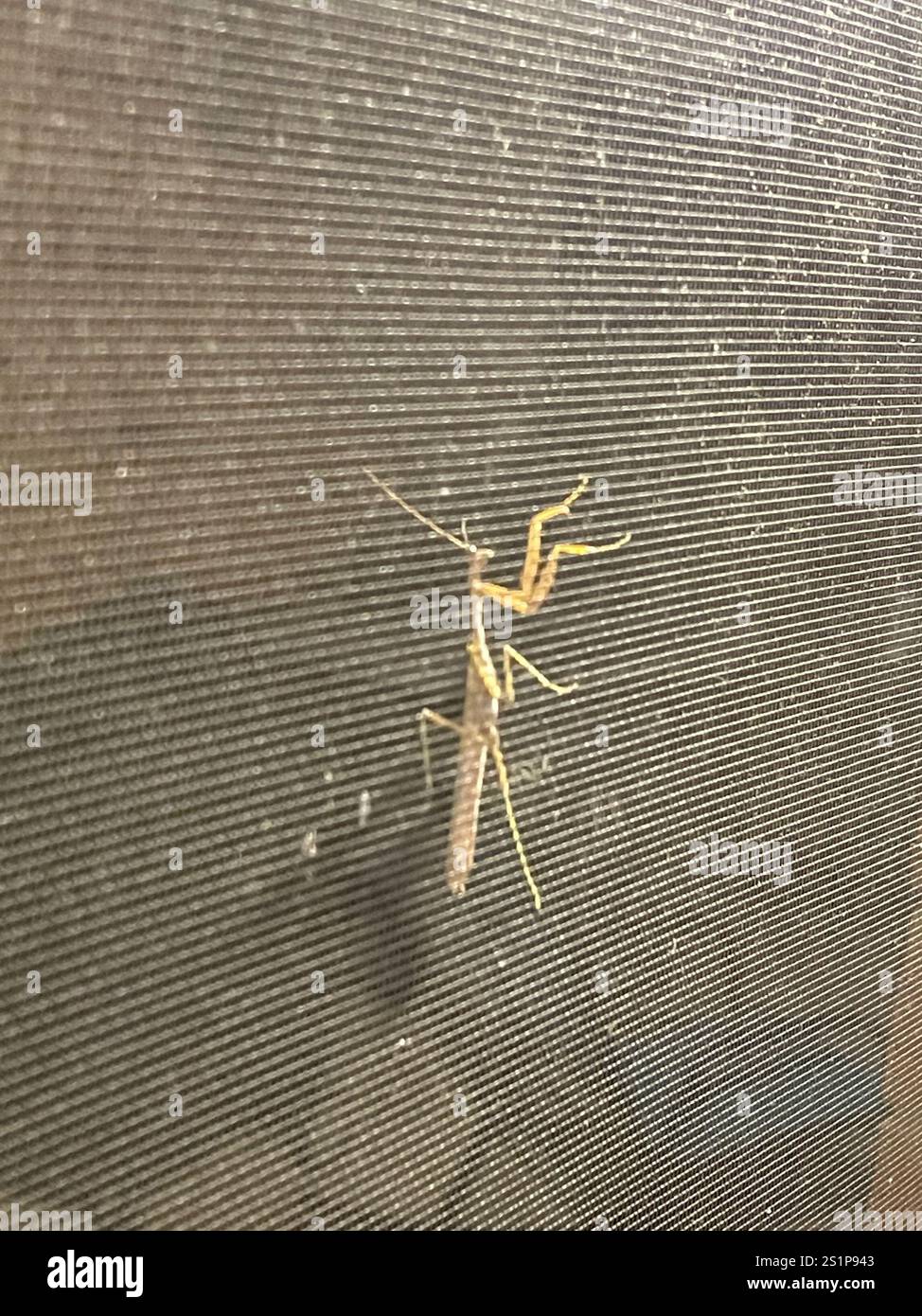 Slender Prairie Mantis (Oligonicella scudderi Stock Photo - Alamy