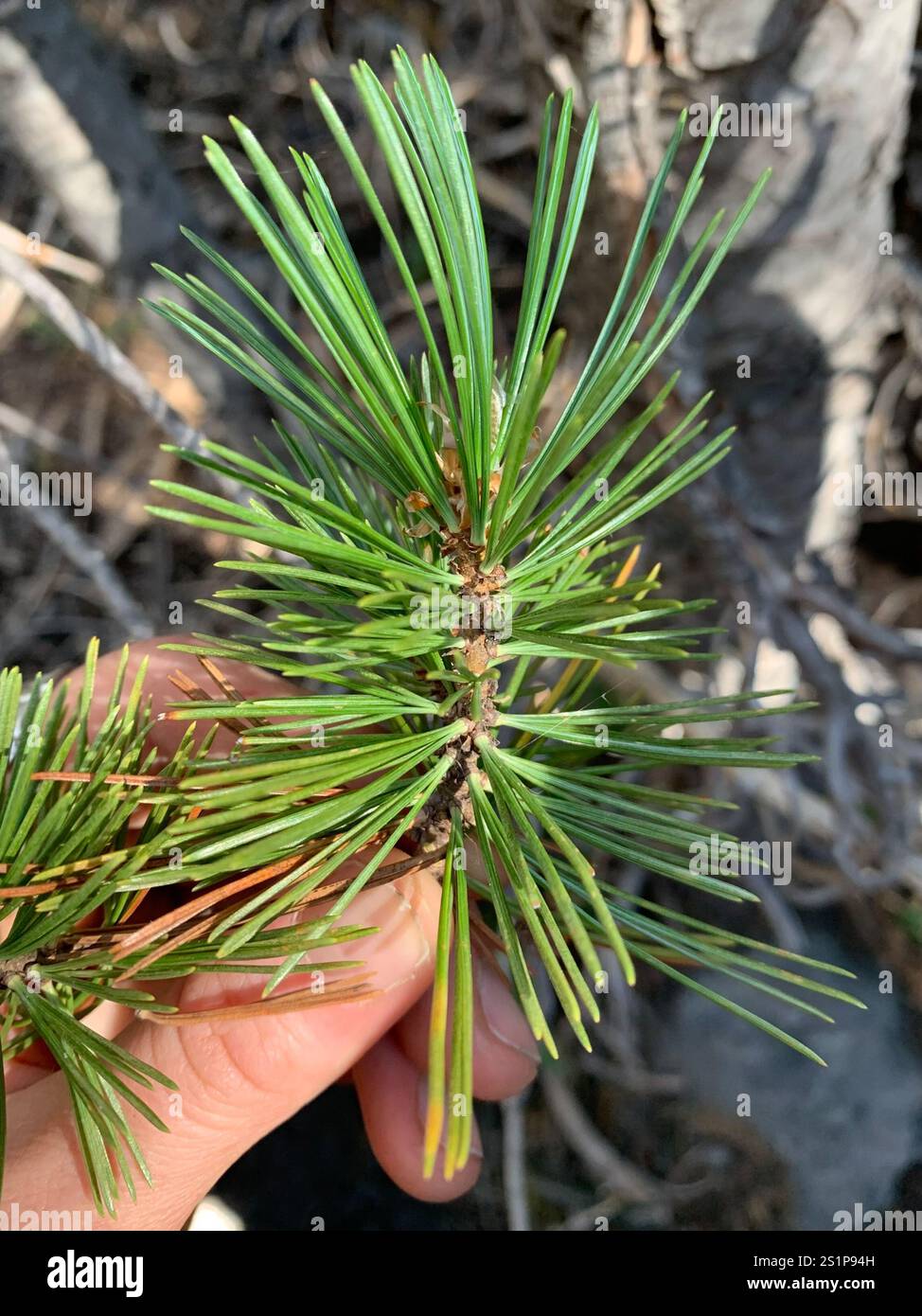 Whitebark Pine (Pinus albicaulis Stock Photo - Alamy