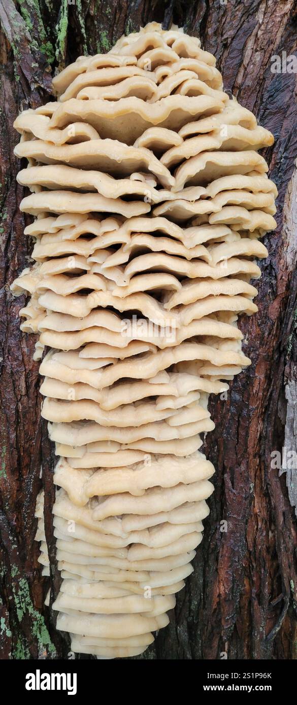 Northern Tooth (Climacodon septentrionalis Stock Photo - Alamy