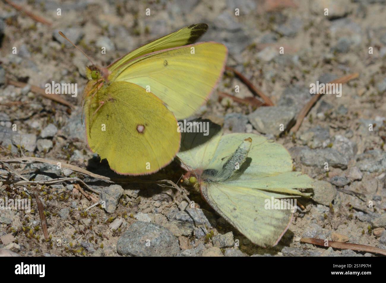 Western Sulphur (Colias occidentalis Stock Photo - Alamy