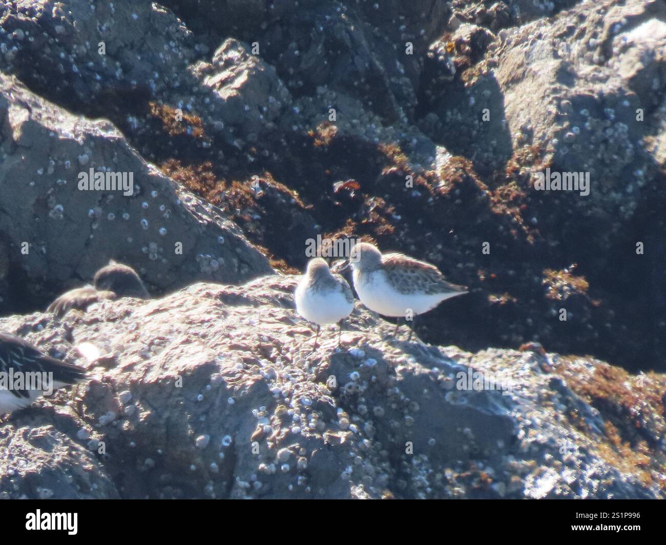 Western Sandpiper (Calidris mauri Stock Photo - Alamy