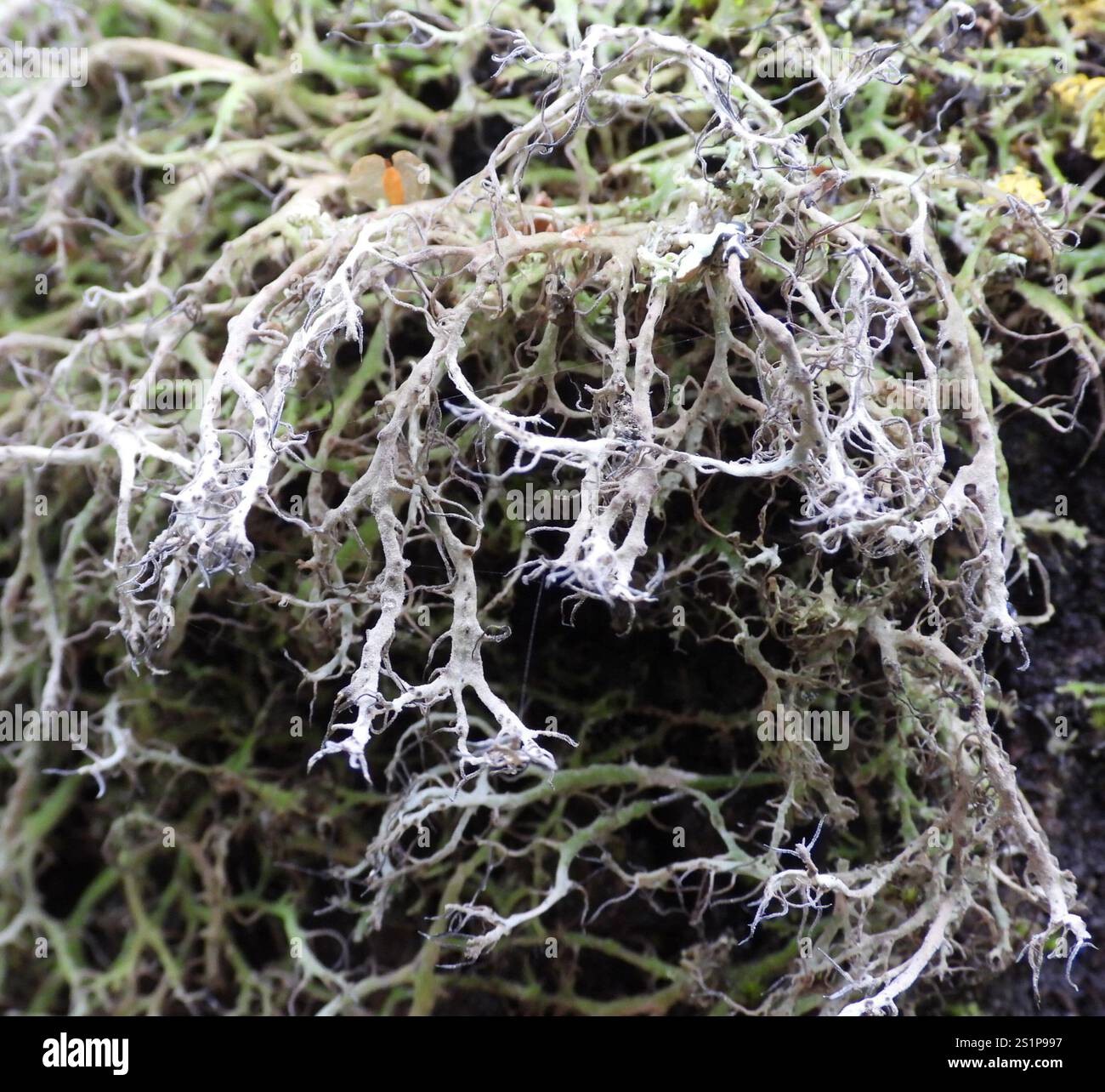 Great Ciliated Lichen (Anaptychia ciliaris Stock Photo - Alamy