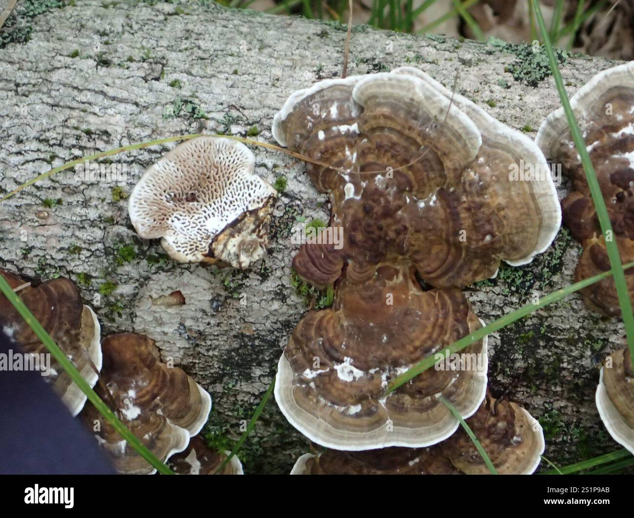 Thin-walled Maze Polypore (Daedaleopsis confragosa Stock Photo - Alamy