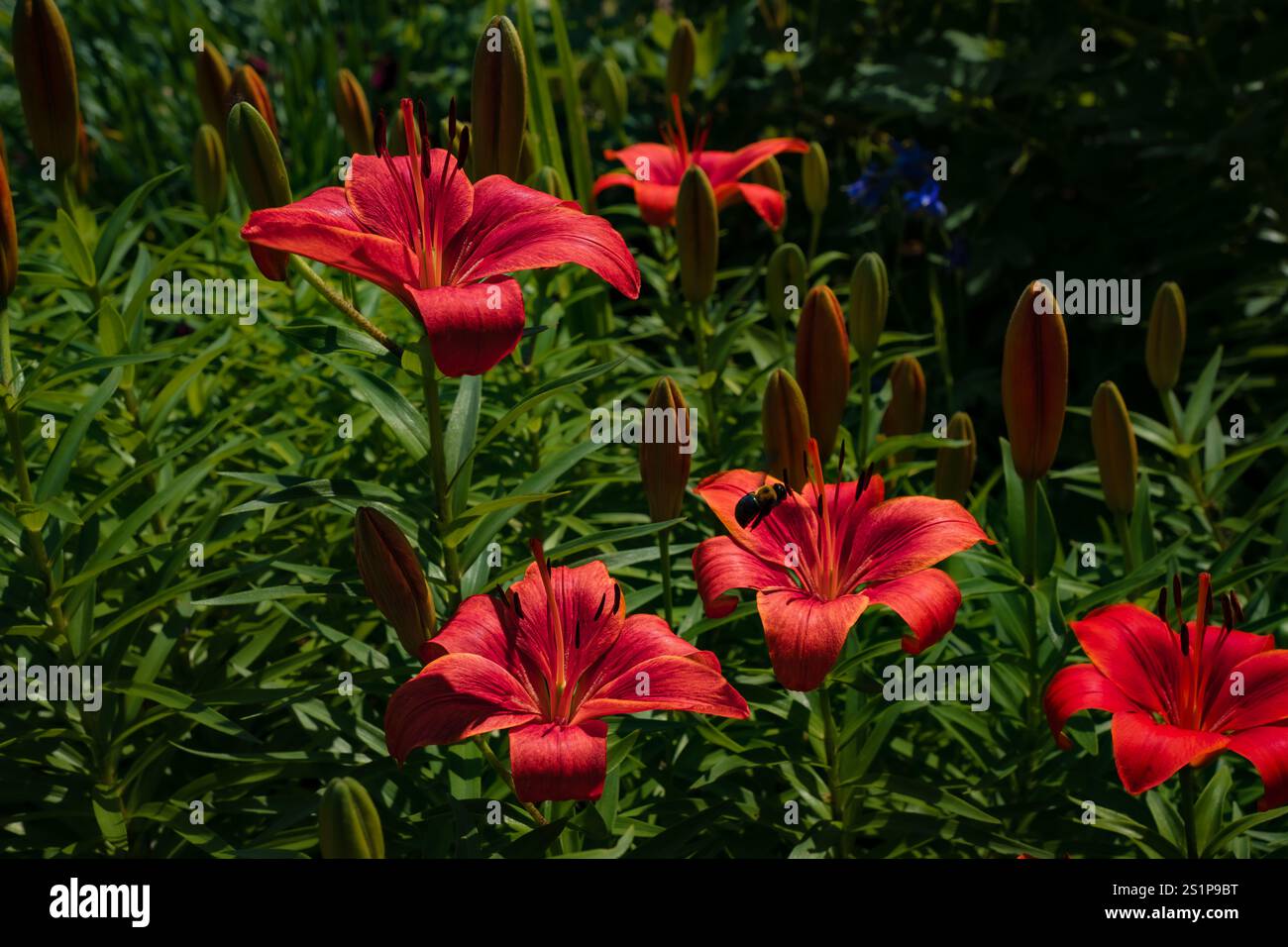 Red daylilies in full bloom on a summer day Stock Photo - Alamy