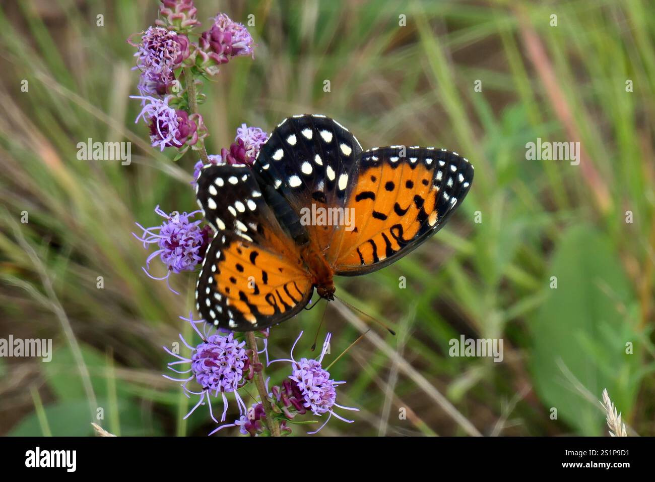 Regal Fritillary (Argynnis idalia Stock Photo - Alamy