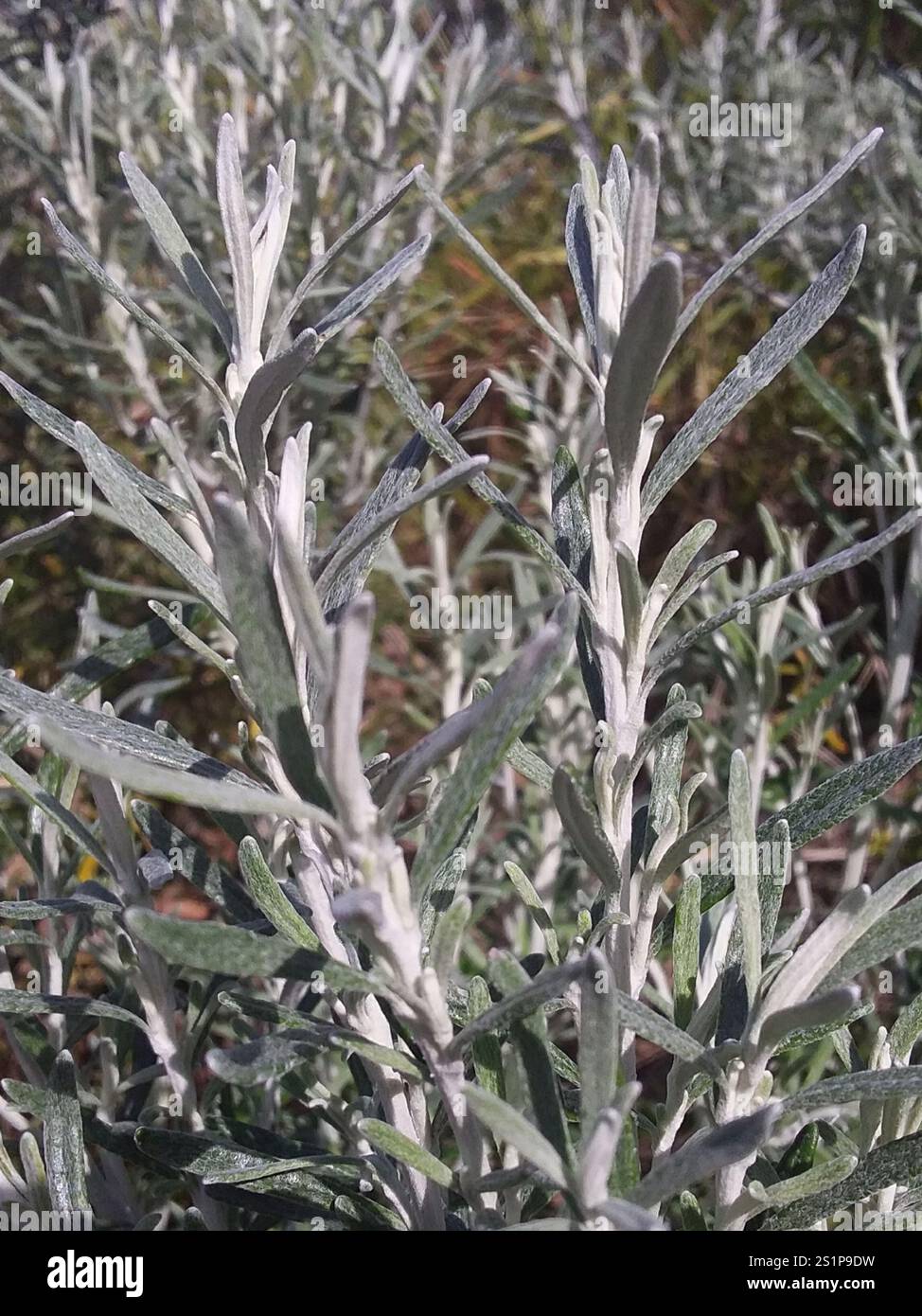 Coastal Daisy-Bush (Olearia axillaris Stock Photo - Alamy