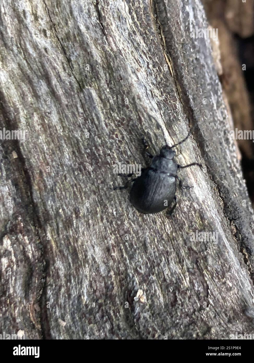 black-punctured leaf beetle (Galeruca tanaceti Stock Photo - Alamy