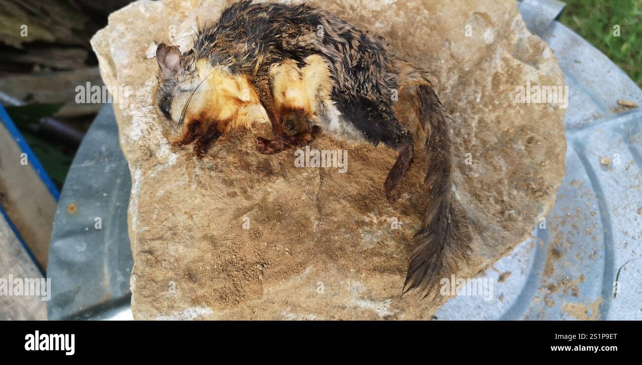 Northern Flying Squirrel (Glaucomys sabrinus Stock Photo - Alamy