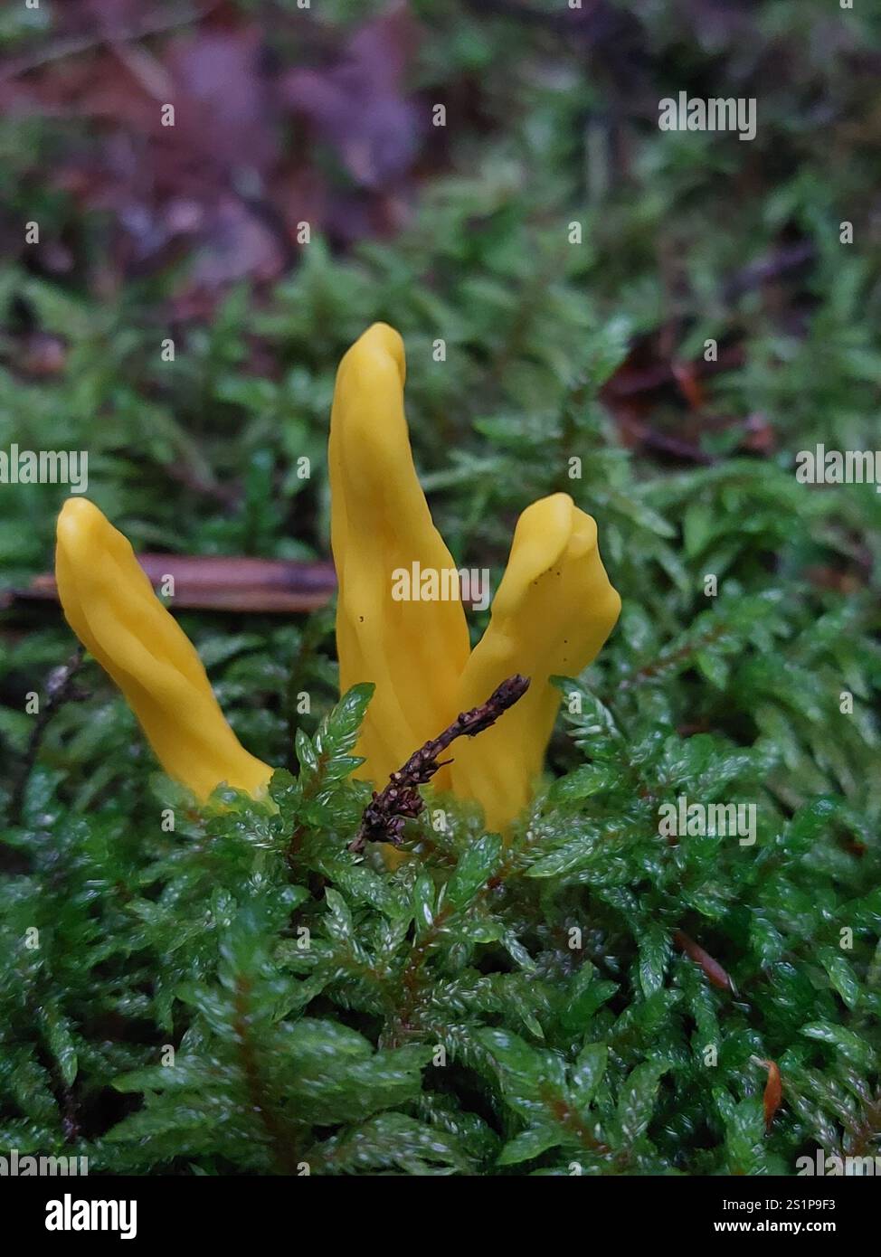 Neolecta irregularis hi-res stock photography and images - Alamy