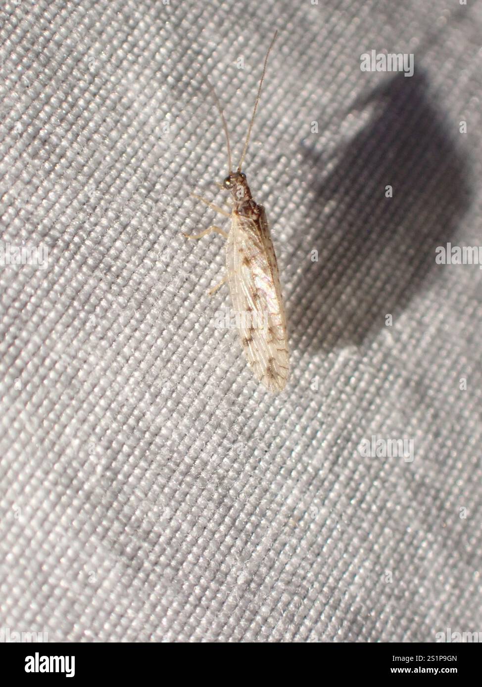 Variegated Brown Lacewing (Micromus variegatus Stock Photo - Alamy