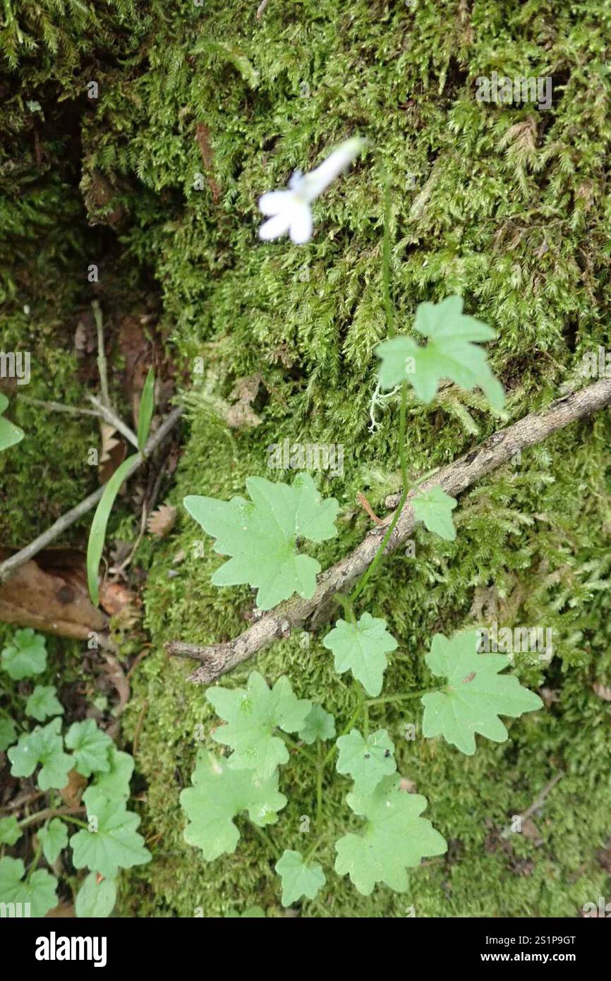 Wing White Lobelia (Lobelia pteropoda Stock Photo - Alamy