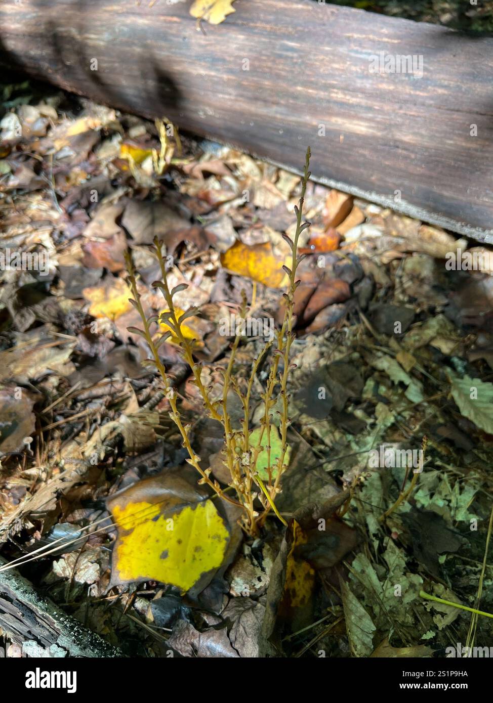 Beechdrops (Epifagus virginiana Stock Photo - Alamy