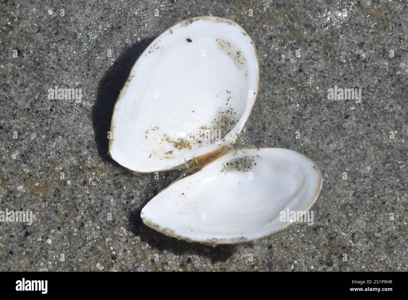 Inquinata hi-res stock photography and images - Alamy