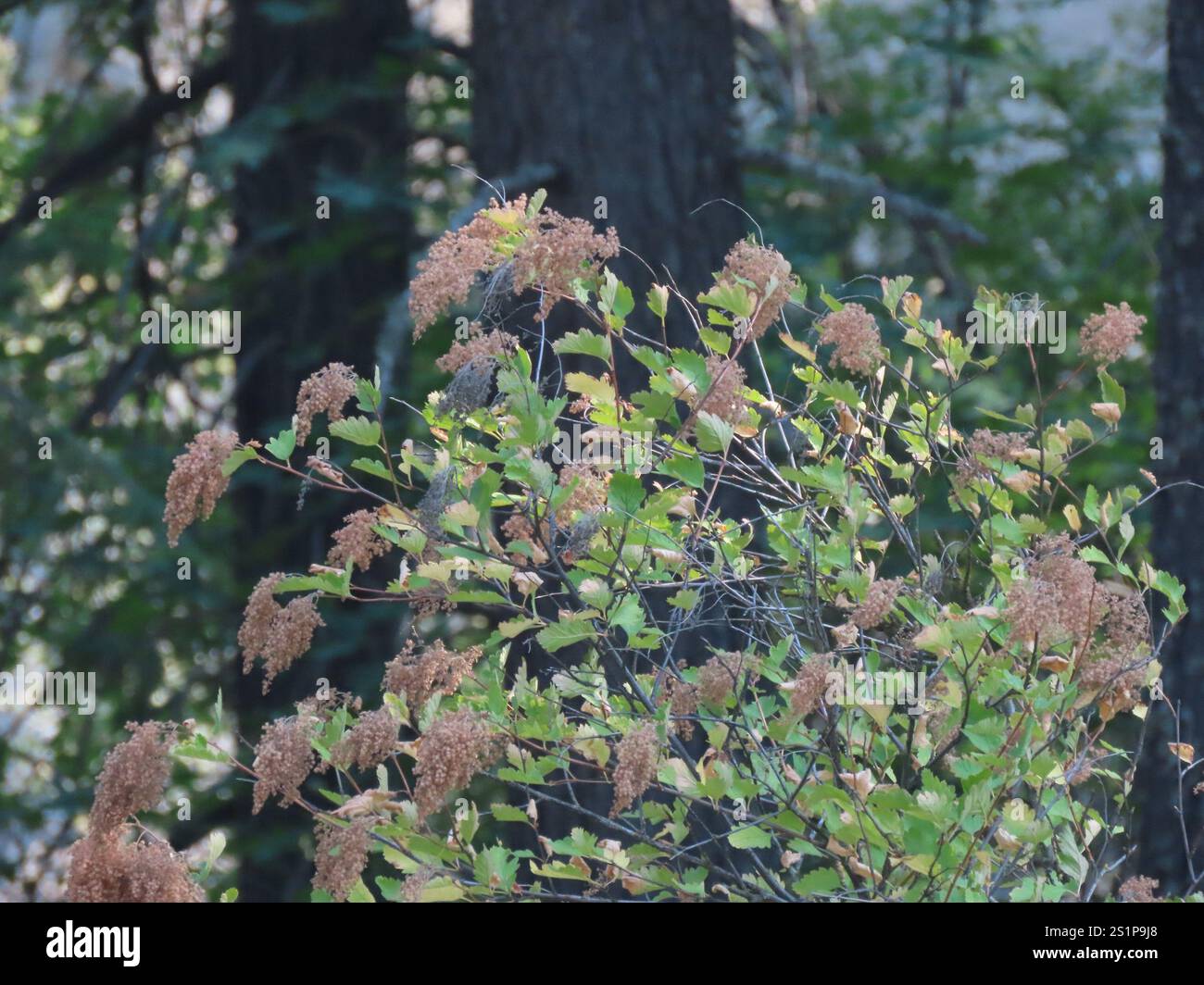 Ocean spray (Holodiscus discolor Stock Photo - Alamy
