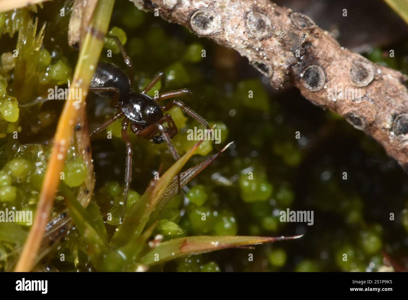 Dwarf Spiders (Erigoninae Stock Photo - Alamy
