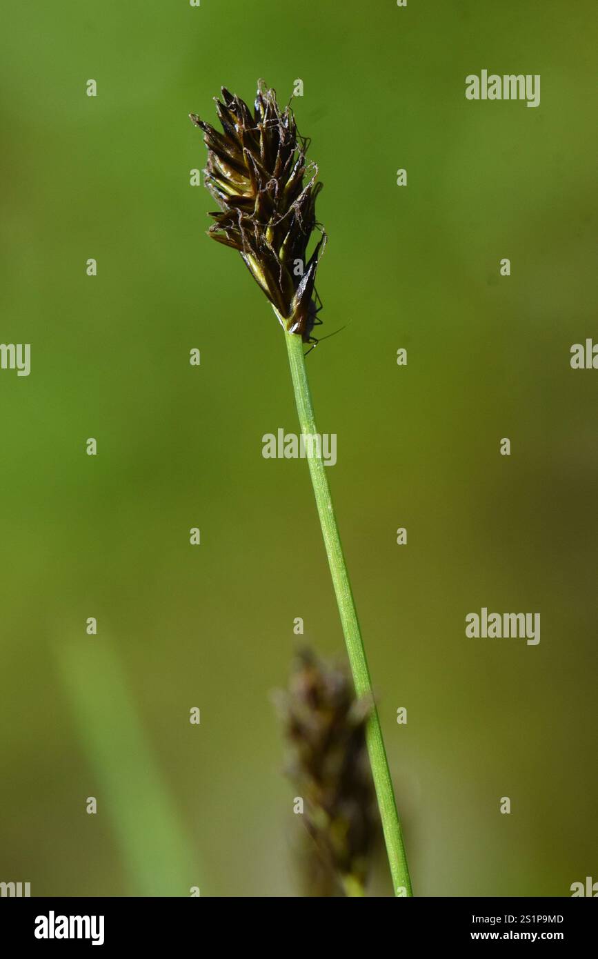 black alpine sedge (Carex nigricans Stock Photo - Alamy