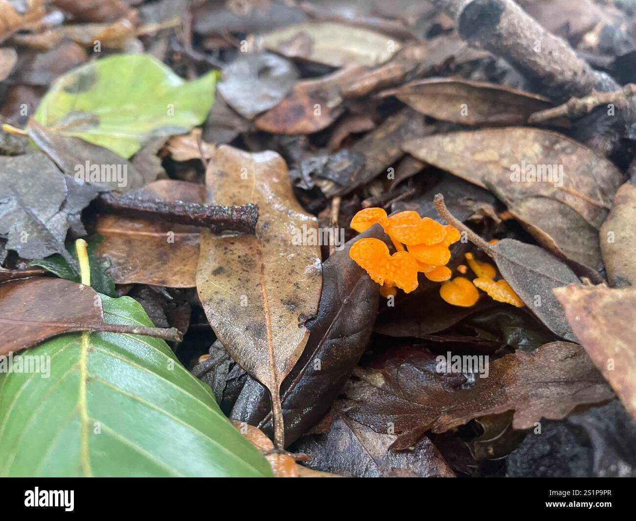 orange pore fungus (Favolaschia claudopus Stock Photo - Alamy