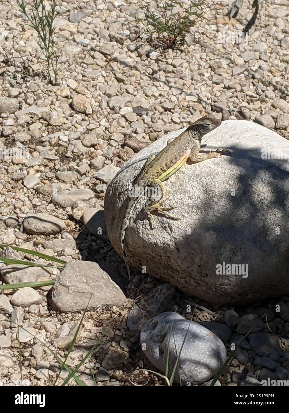 Greater Earless Lizard (Cophosaurus texanus Stock Photo - Alamy