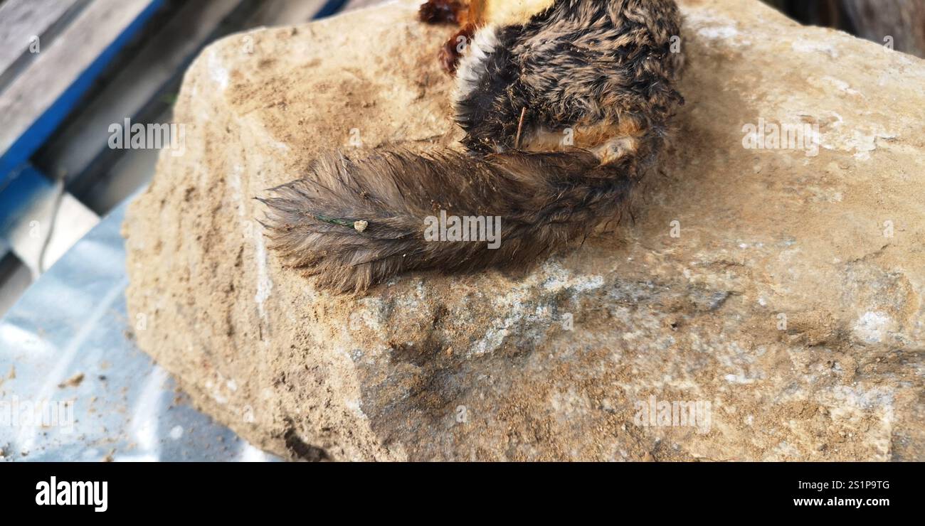 Northern Flying Squirrel (Glaucomys sabrinus Stock Photo - Alamy