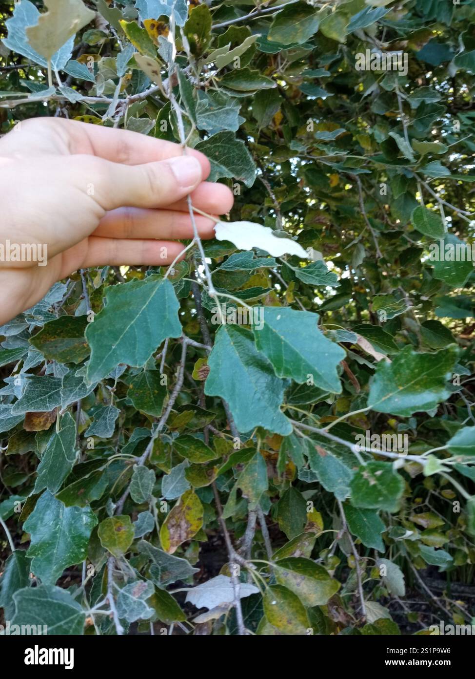 white poplar (Populus alba Stock Photo - Alamy