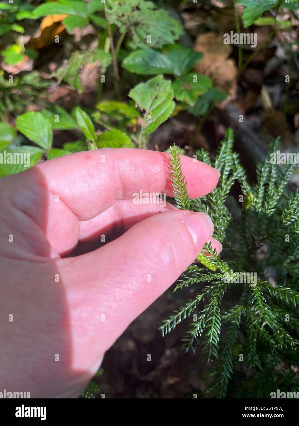 flat-branched tree-clubmoss (Dendrolycopodium obscurum Stock Photo - Alamy