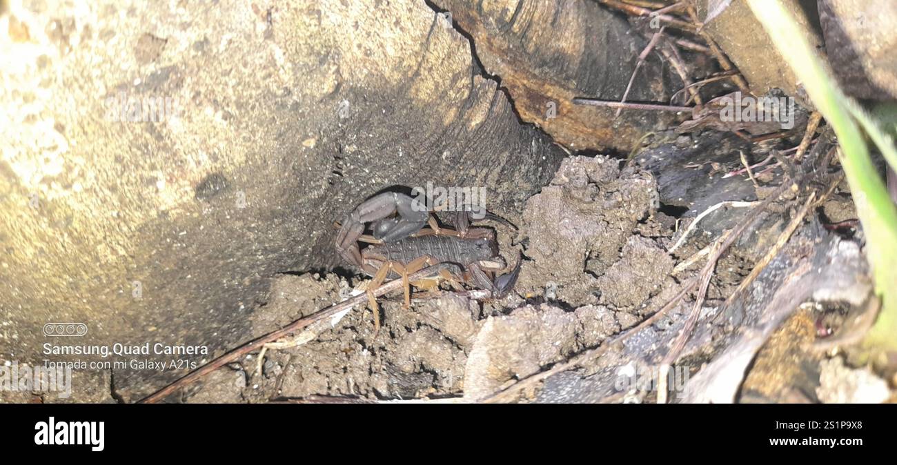 Slender Brown Scorpion (Centruroides gracilis Stock Photo - Alamy