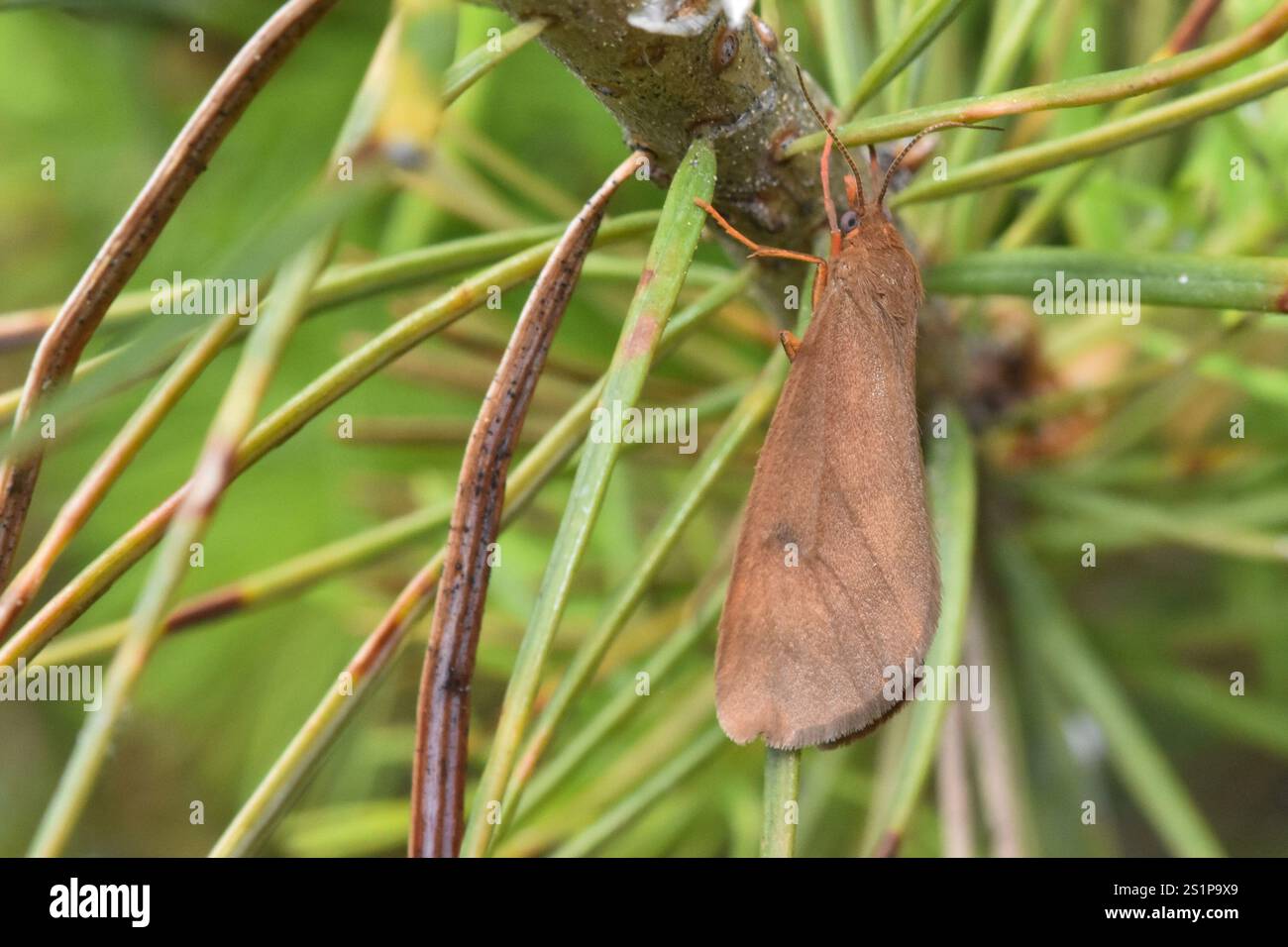 Rusty Virbia Moth (Virbia ferruginosa Stock Photo - Alamy