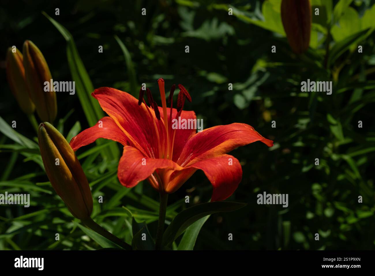 Red daylilies in full bloom on a summer day Stock Photo - Alamy