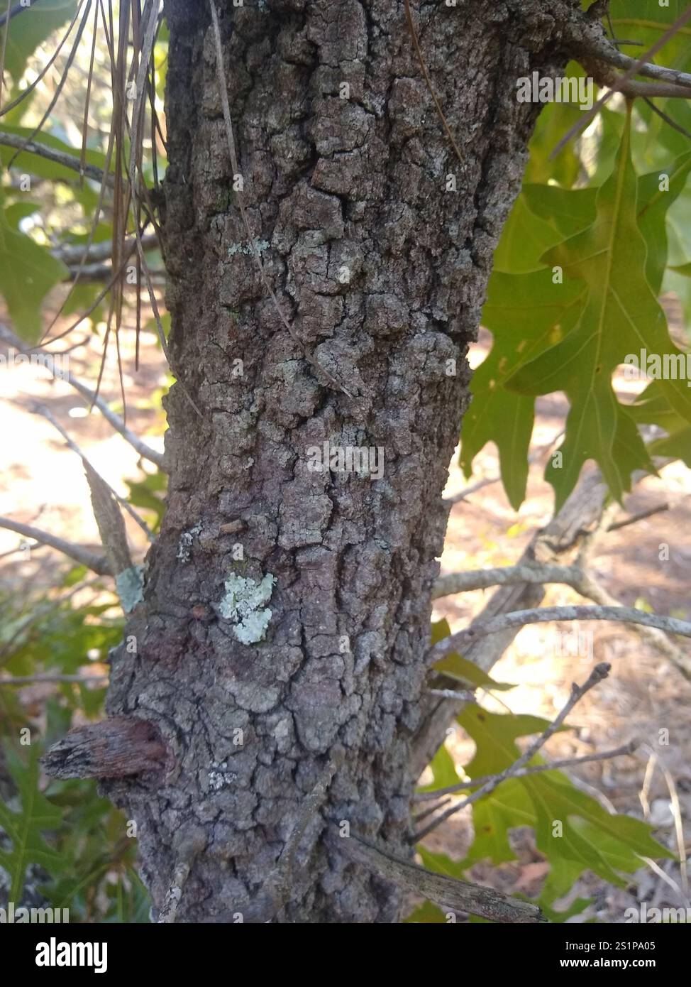 American turkey oak (Quercus laevis Stock Photo - Alamy
