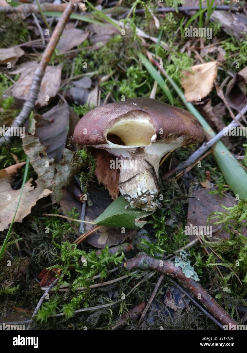 Purple-veiled Slippery Jack (Suillus luteus Stock Photo - Alamy